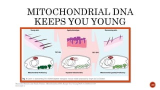 Mitochondria | PPTX