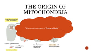 Mitochondria | PPT