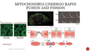 Mitochondria | PPT
