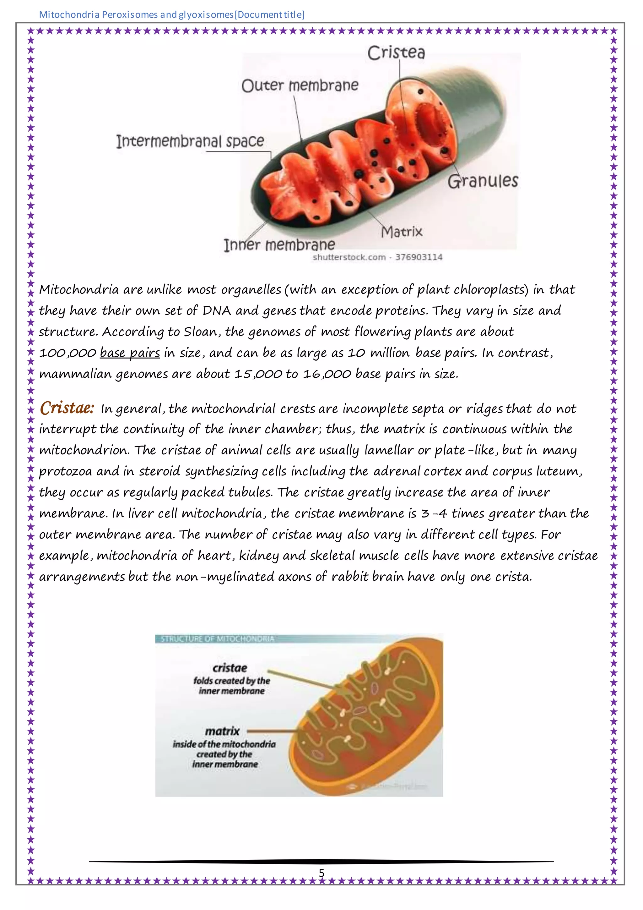 Mitochondria | DOCX