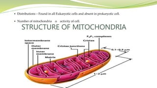 Mitochondria | PPTX | Biological Sciences | Science