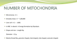 Mitochondria | PPTX | Biological Sciences | Science