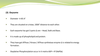 Mitochondria | PPTX | Biological Sciences | Science