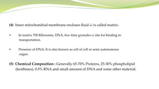 Mitochondria | PPTX
