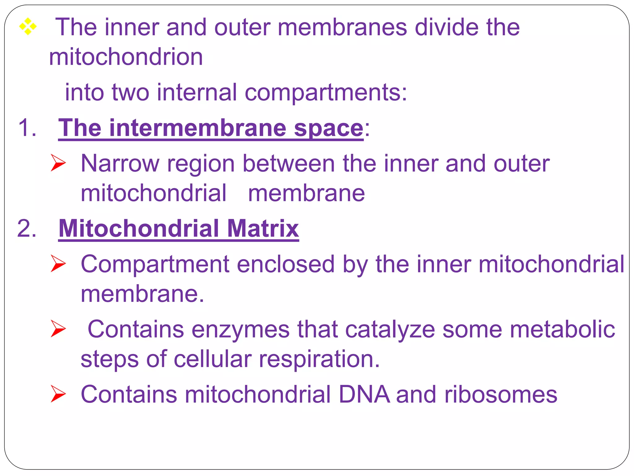 Mitochondria | PPTX | Biological Sciences | Science