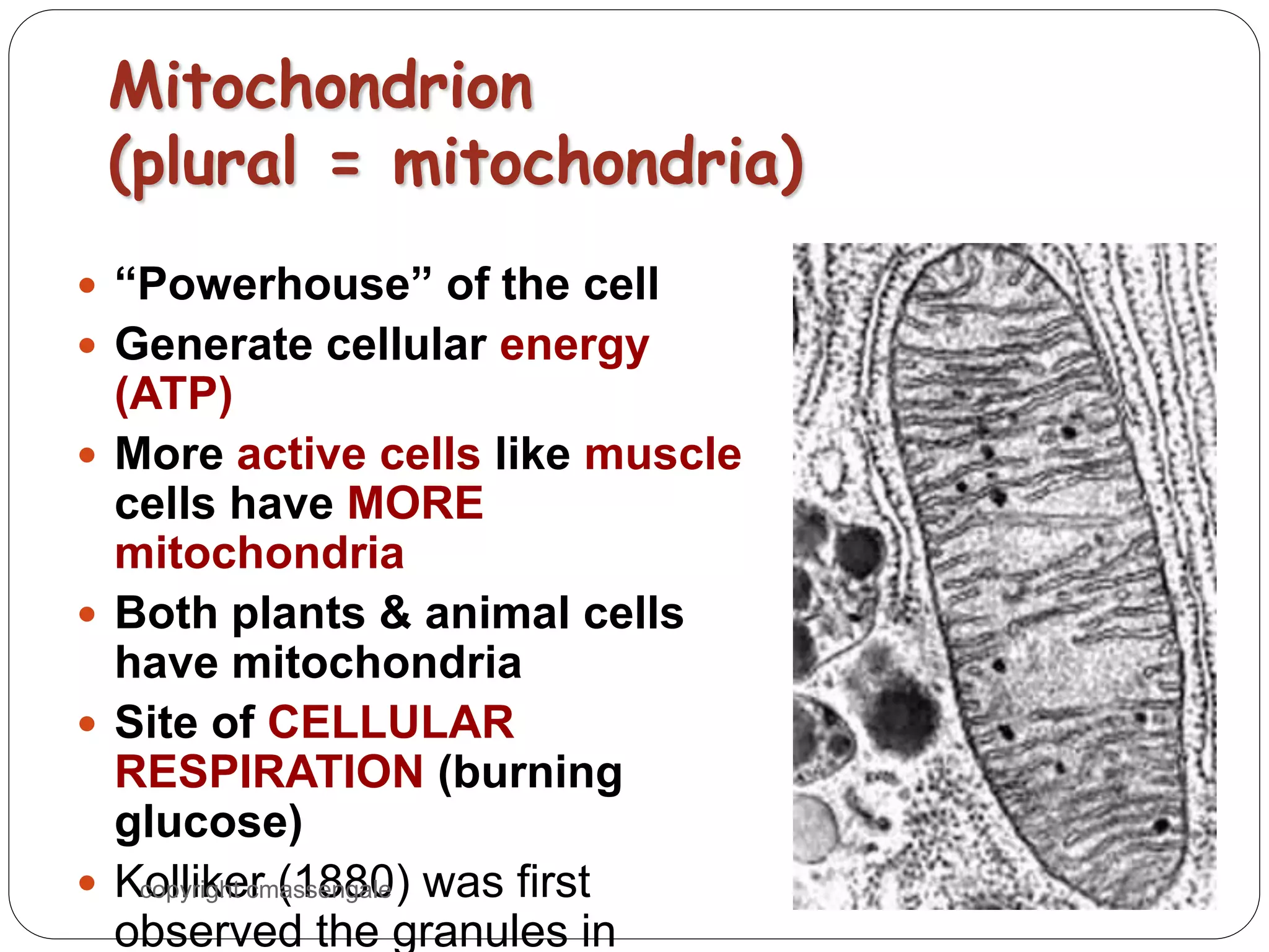 Mitochondria | PPTX | Biological Sciences | Science