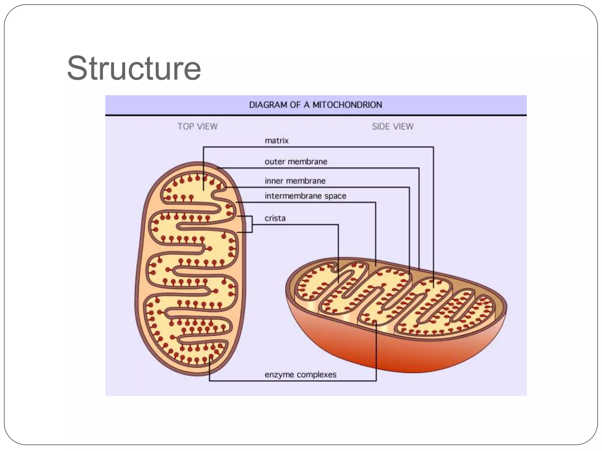 Mitochondria | PPTX | Biological Sciences | Science