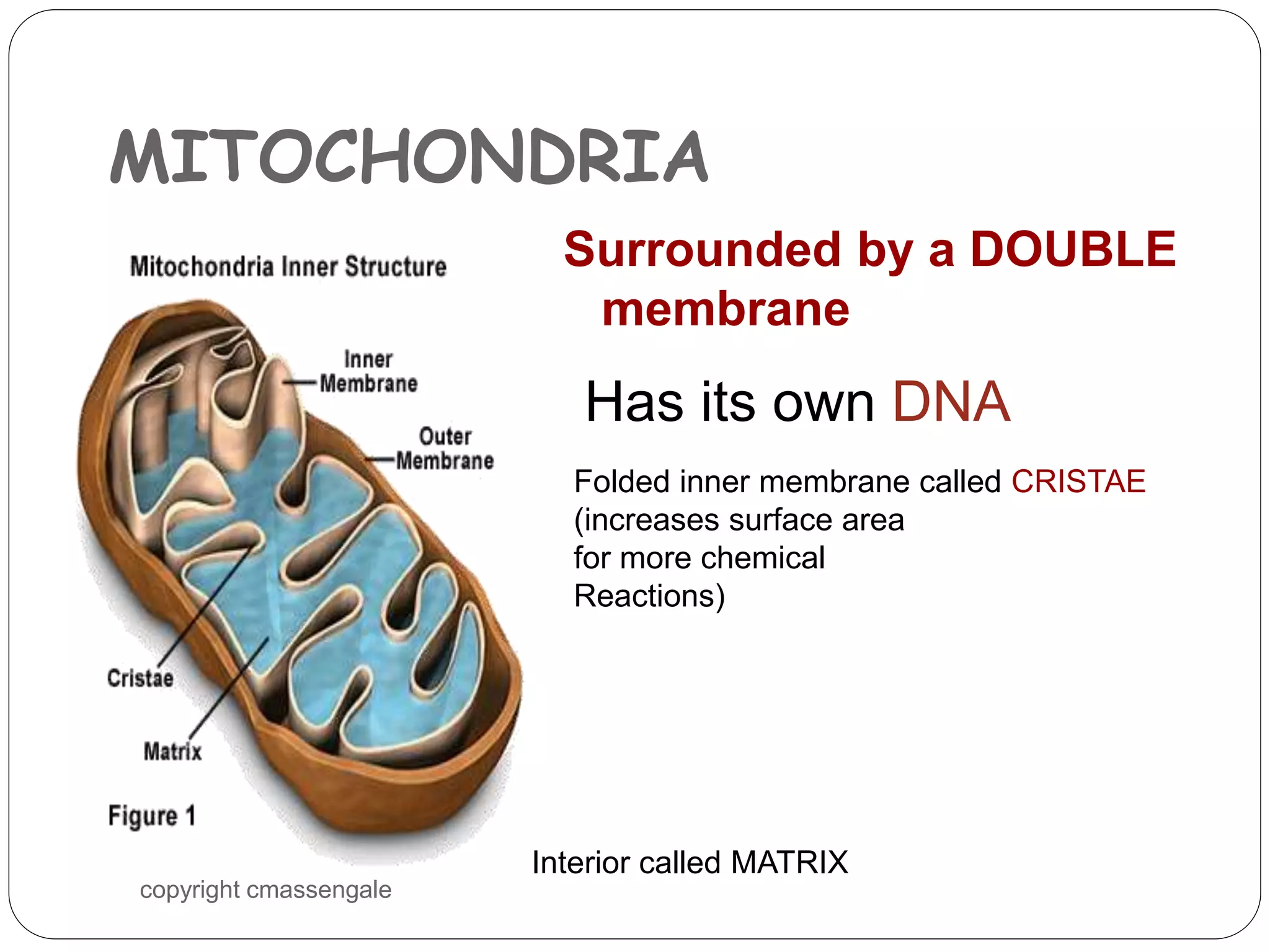 Mitochondria | PPTX | Biological Sciences | Science