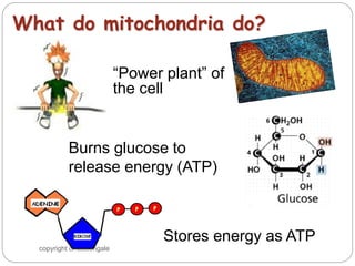 Mitochondria | PPTX | Biological Sciences | Science