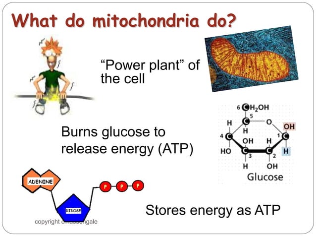 Mitochondria | PPTX | Biological Sciences | Science