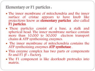 Mitochondria | PPTX | Biological Sciences | Science