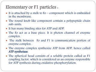 Mitochondria | PPTX | Biological Sciences | Science