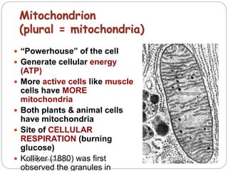 Mitochondria | PPTX | Biological Sciences | Science
