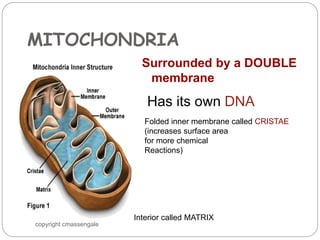 Mitochondria | PPTX