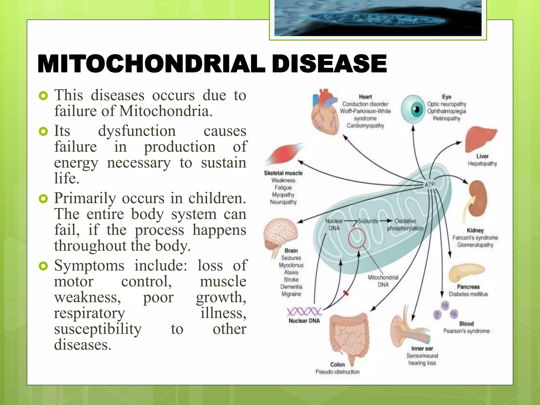 MITOCHONDRIA- THE POWER HOUSE OF THE CELL | PPTX