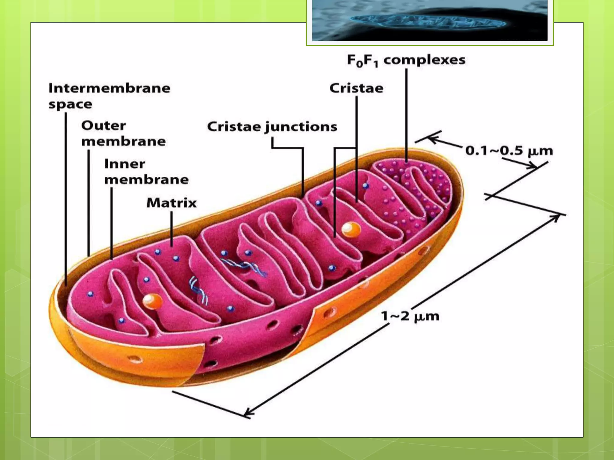 MITOCHONDRIA- THE POWER HOUSE OF THE CELL | PPTX
