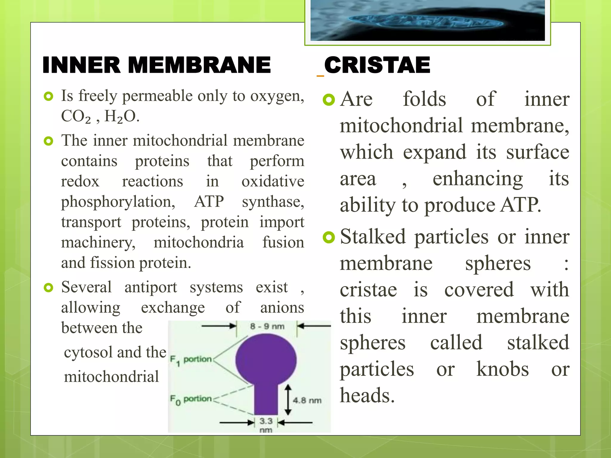 MITOCHONDRIA- THE POWER HOUSE OF THE CELL | PPTX