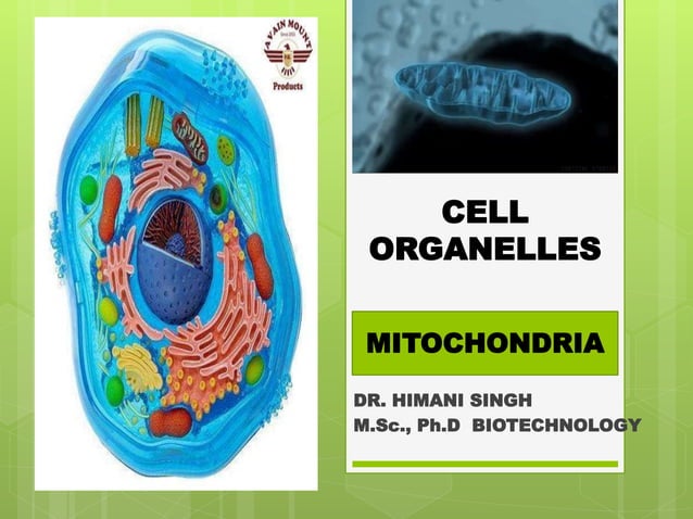 MITOCHONDRIA- THE POWER HOUSE OF THE CELL | PPTX