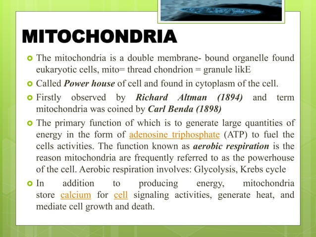 MITOCHONDRIA- THE POWER HOUSE OF THE CELL | PPTX