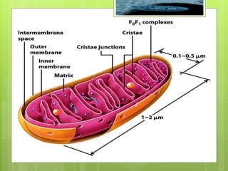 MITOCHONDRIA- THE POWER HOUSE OF THE CELL | PPTX