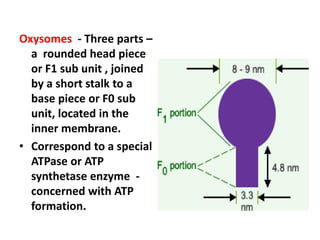 MITOCHONDRIA SMG | PPTX | Biological Sciences | Science