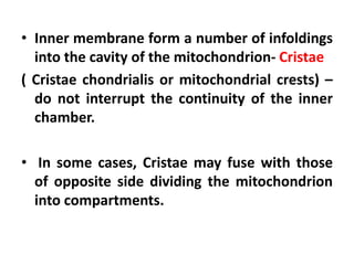 MITOCHONDRIA SMG | PPTX | Biological Sciences | Science