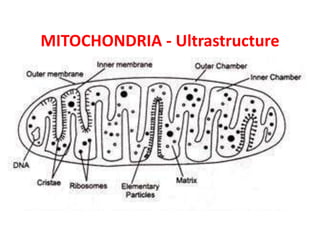 MITOCHONDRIA SMG | PPTX | Biological Sciences | Science