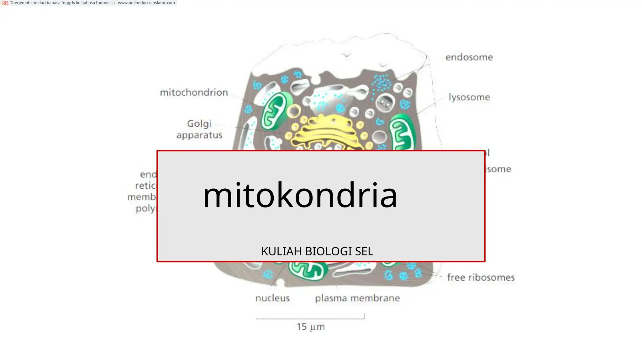 MITOCHONDRIA, biology-2024.en.id (1).pdf