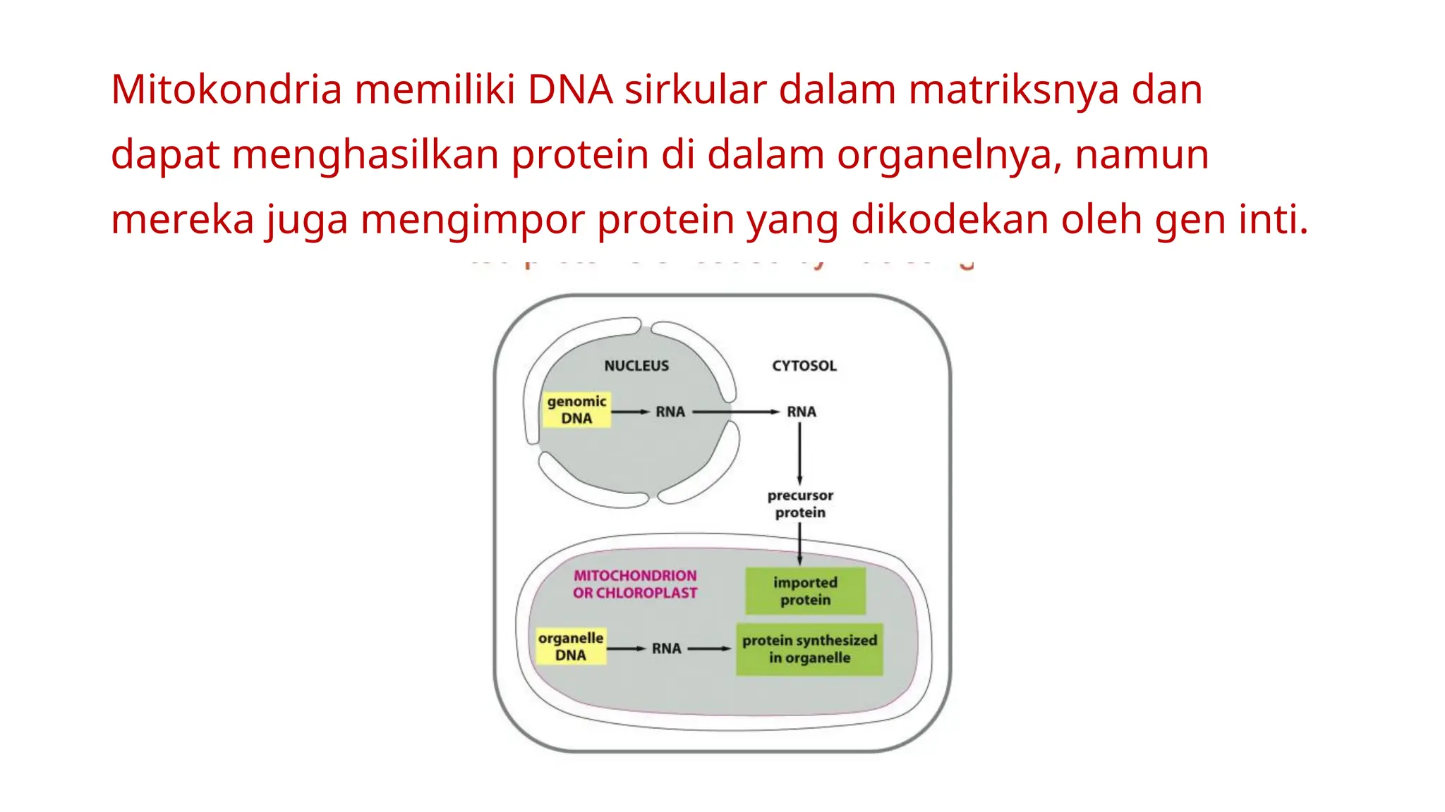 MITOCHONDRIA, biology-2024.en.id (1).pdf