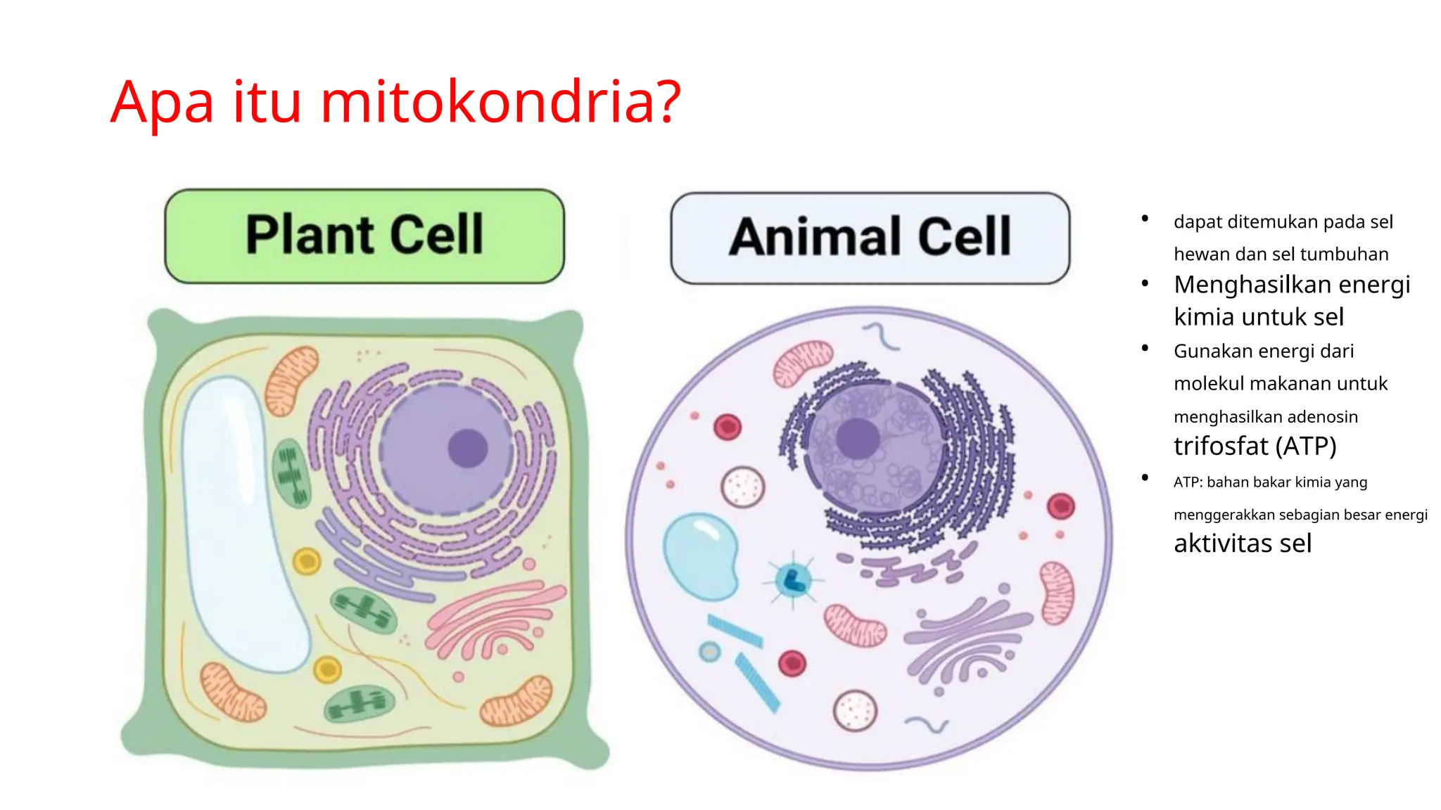 MITOCHONDRIA, biology-2024.en.id (1).pdf