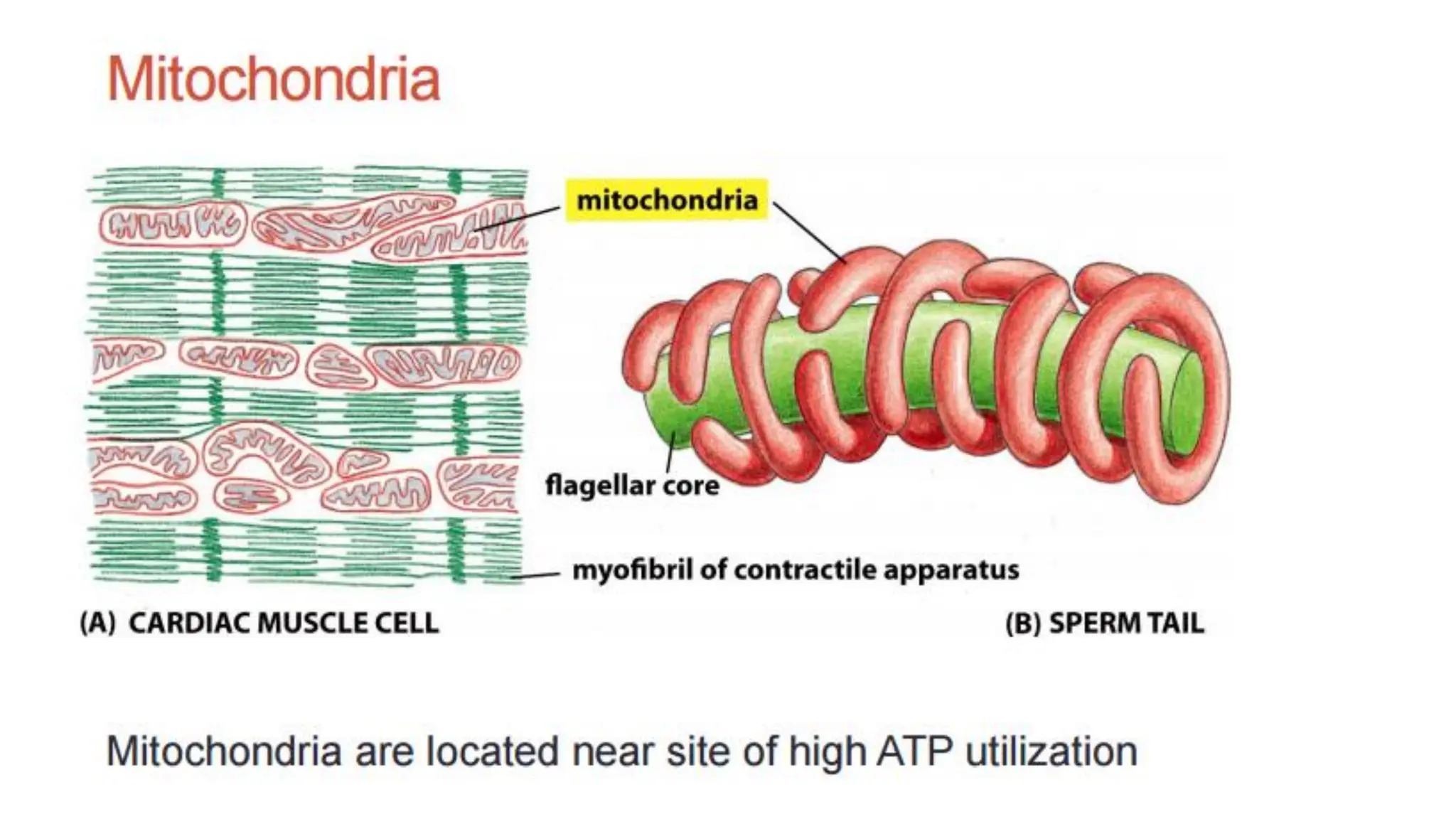 MITOCHONDRIA, biology-2024.en.id (1).pdf