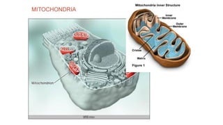 MITOCHONDRIA, biology-2024.en.id (1).pdf