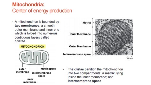 MITOCHONDRIA, biology-2024.en.id (1).pdf
