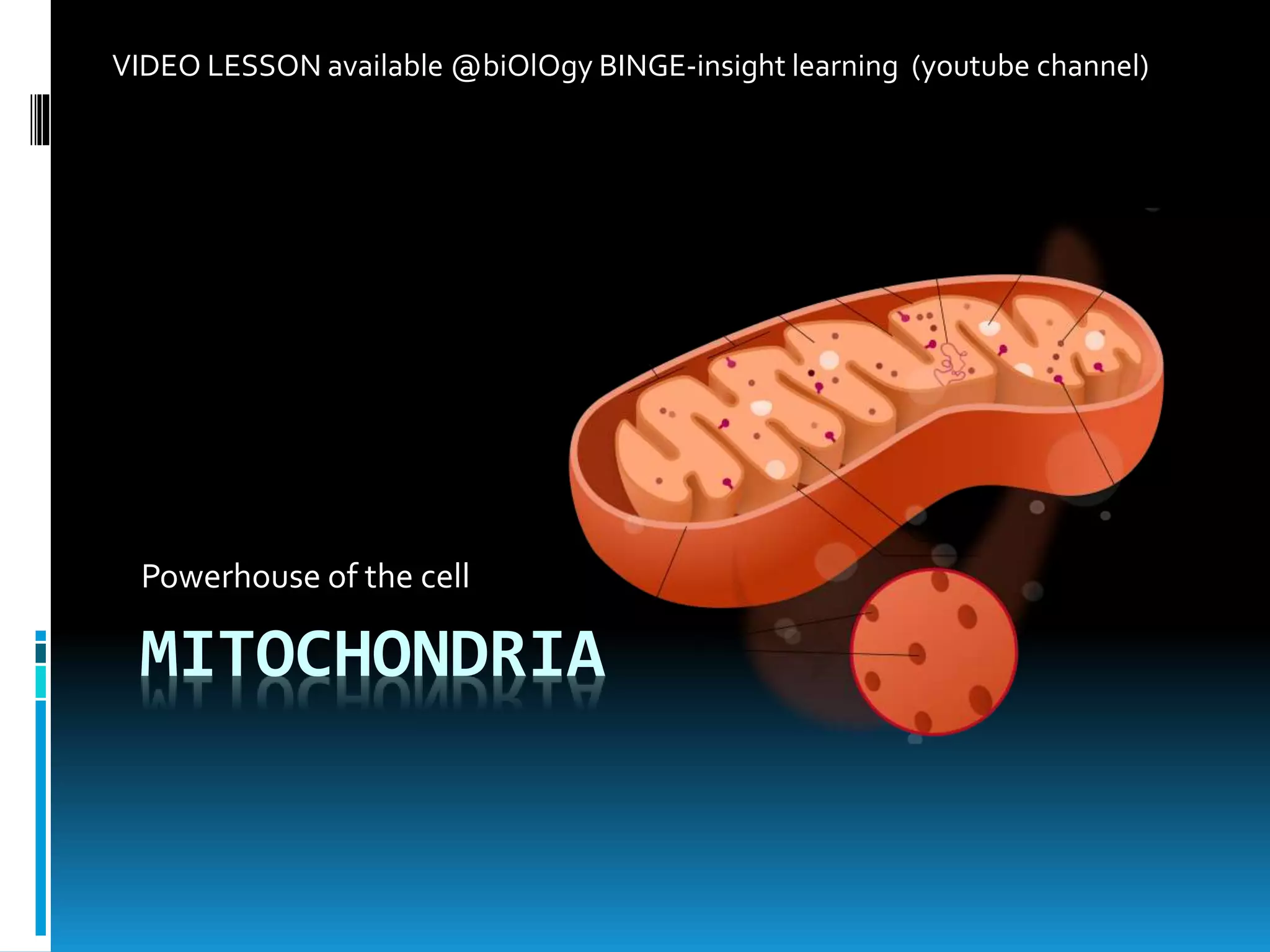Mitochondria-the powerhouse of the cell | PPTX
