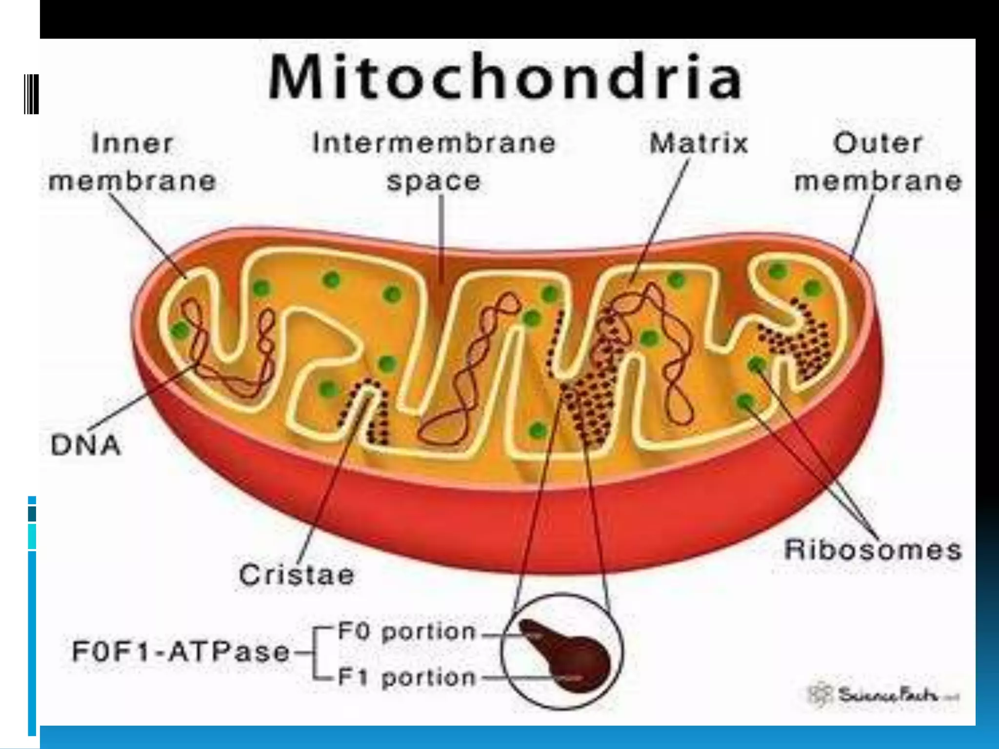 Mitochondria-the powerhouse of the cell | PPTX