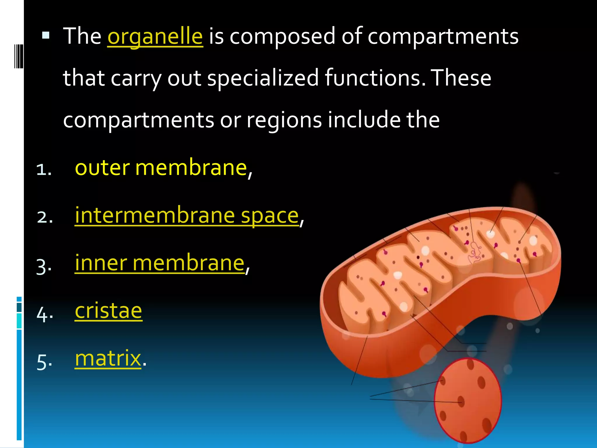 Mitochondria-the powerhouse of the cell | PPTX