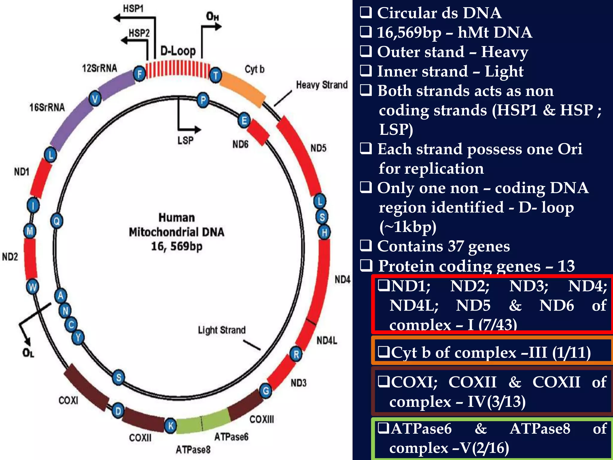 Mitochondria | PDF