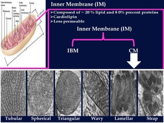Mitochondria | PDF