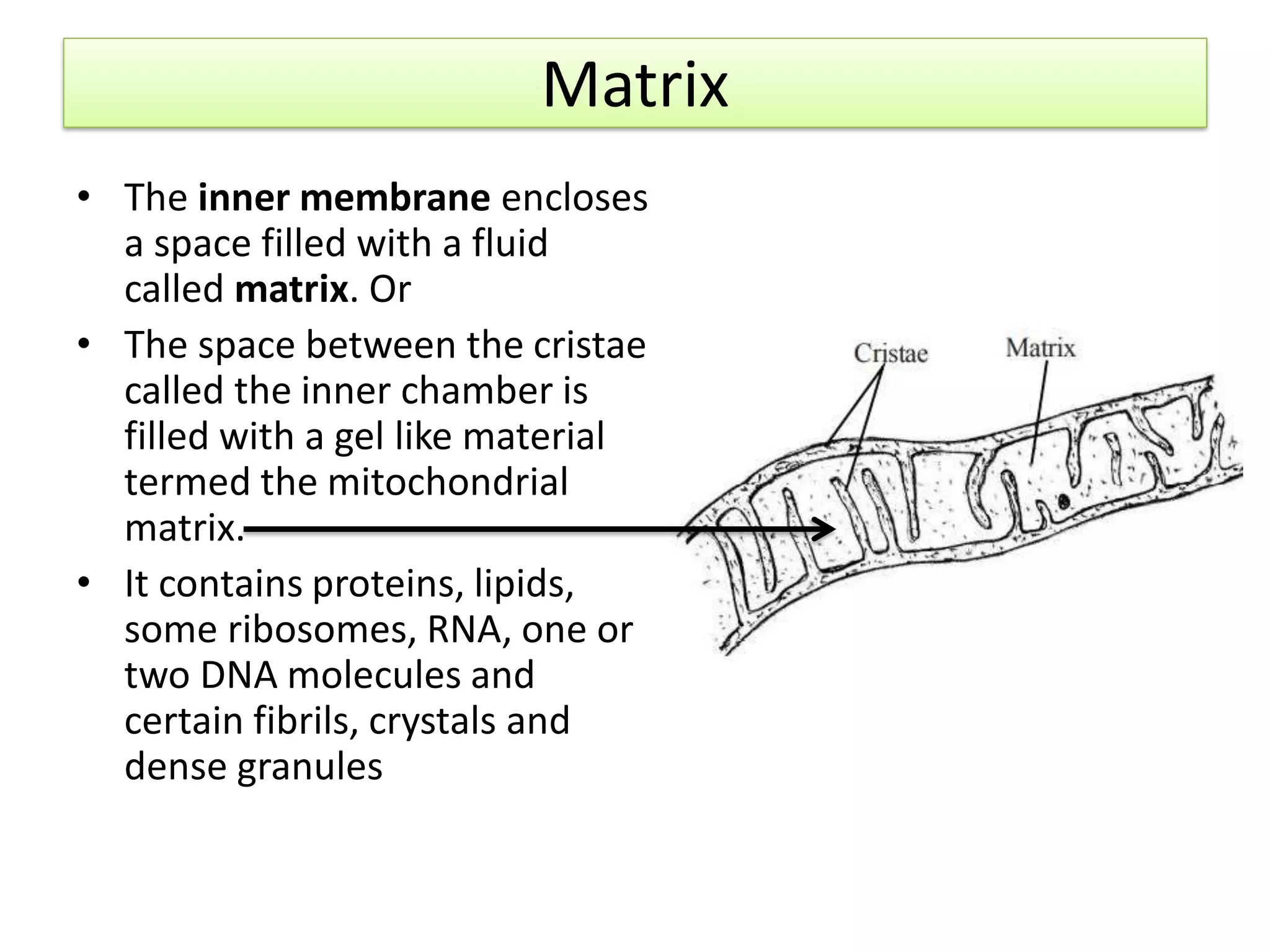 Mitochondria | PDF