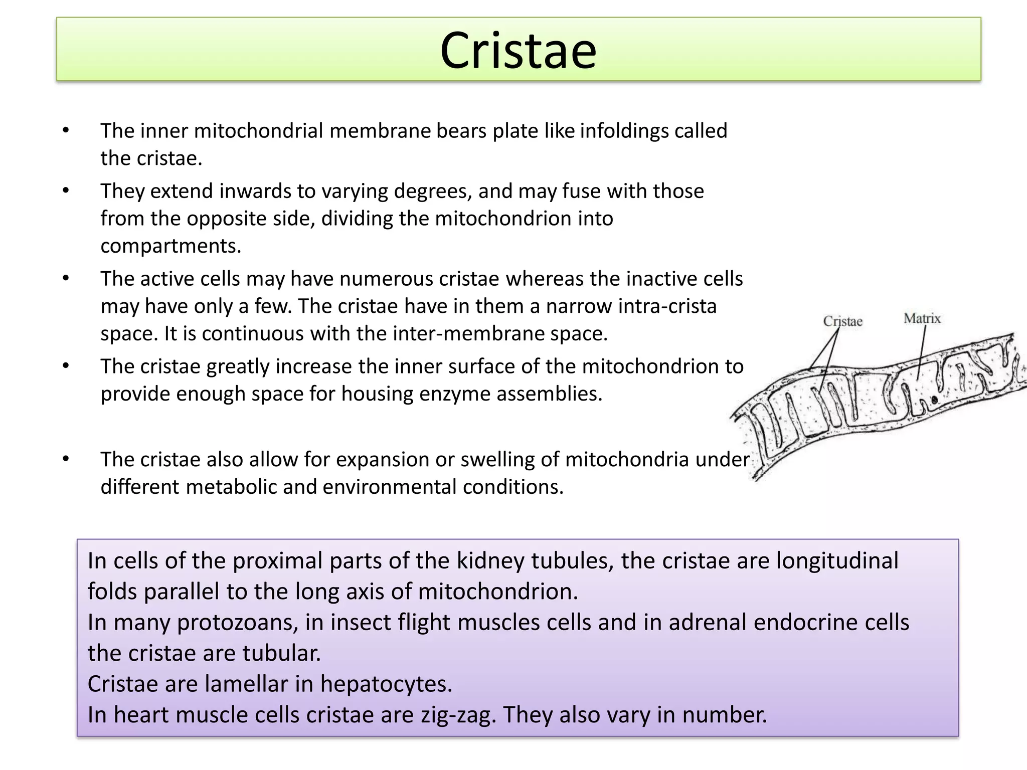 Mitochondria | PDF