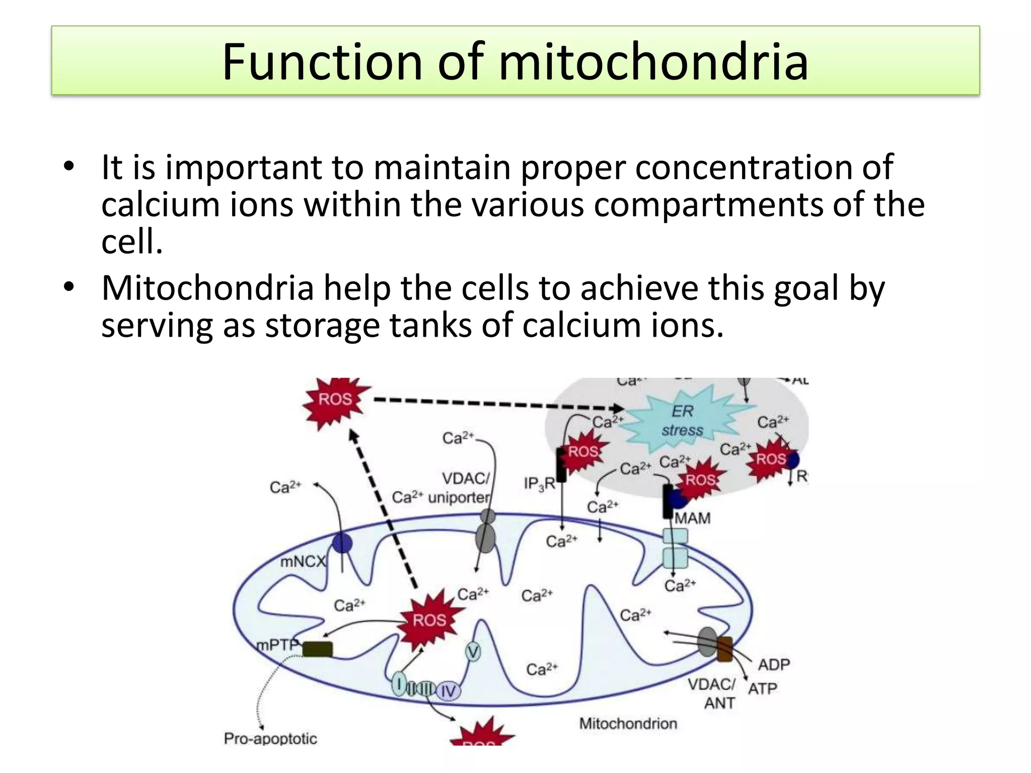 Mitochondria | PDF