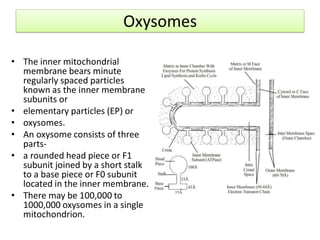 Mitochondria | PDF