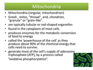 Mitochondria | PDF