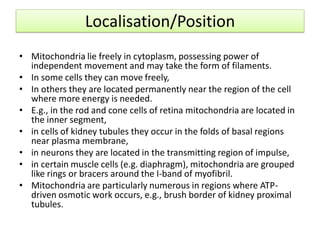 Mitochondria | PDF