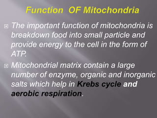 Mitochondria | PPT