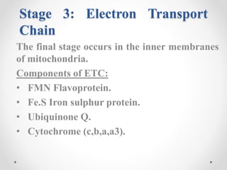 Mitochondria...pptx