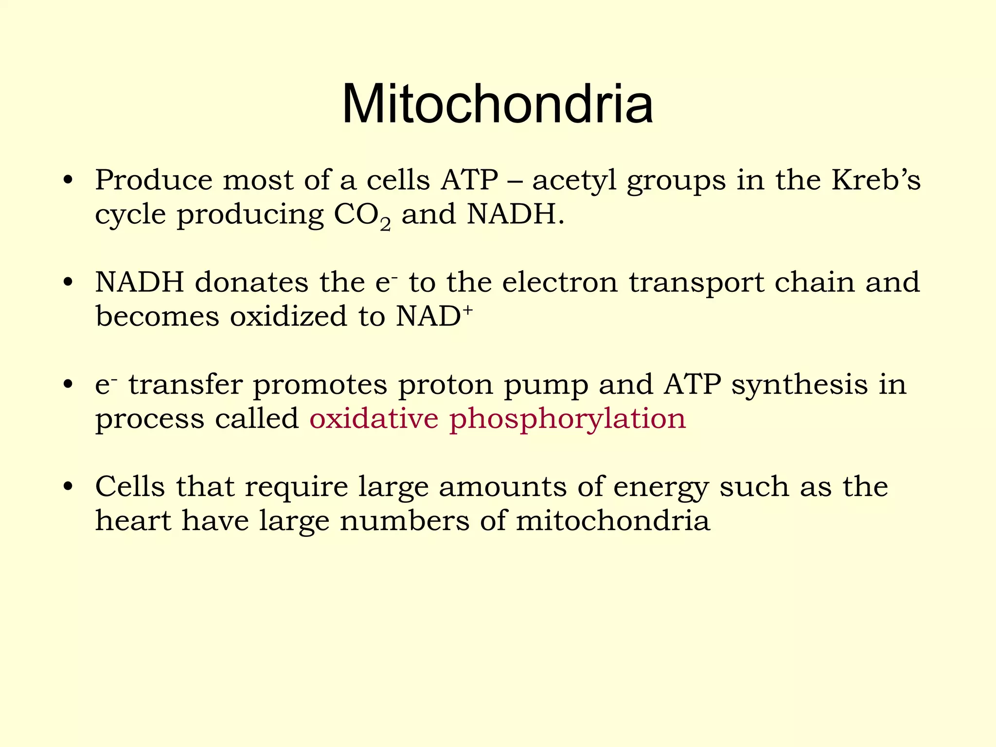 Mitochondria.pptx