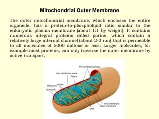 Mitochondria.pptx