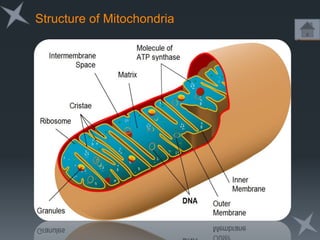 mitochondria.pptx.pdf