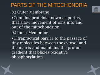 mitochondria.pptx.pdf